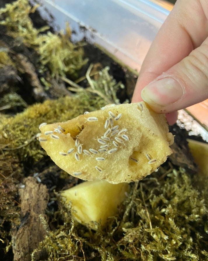 Trichorhina tomentosa Dwarf White Isopods – The Reptile Jungle