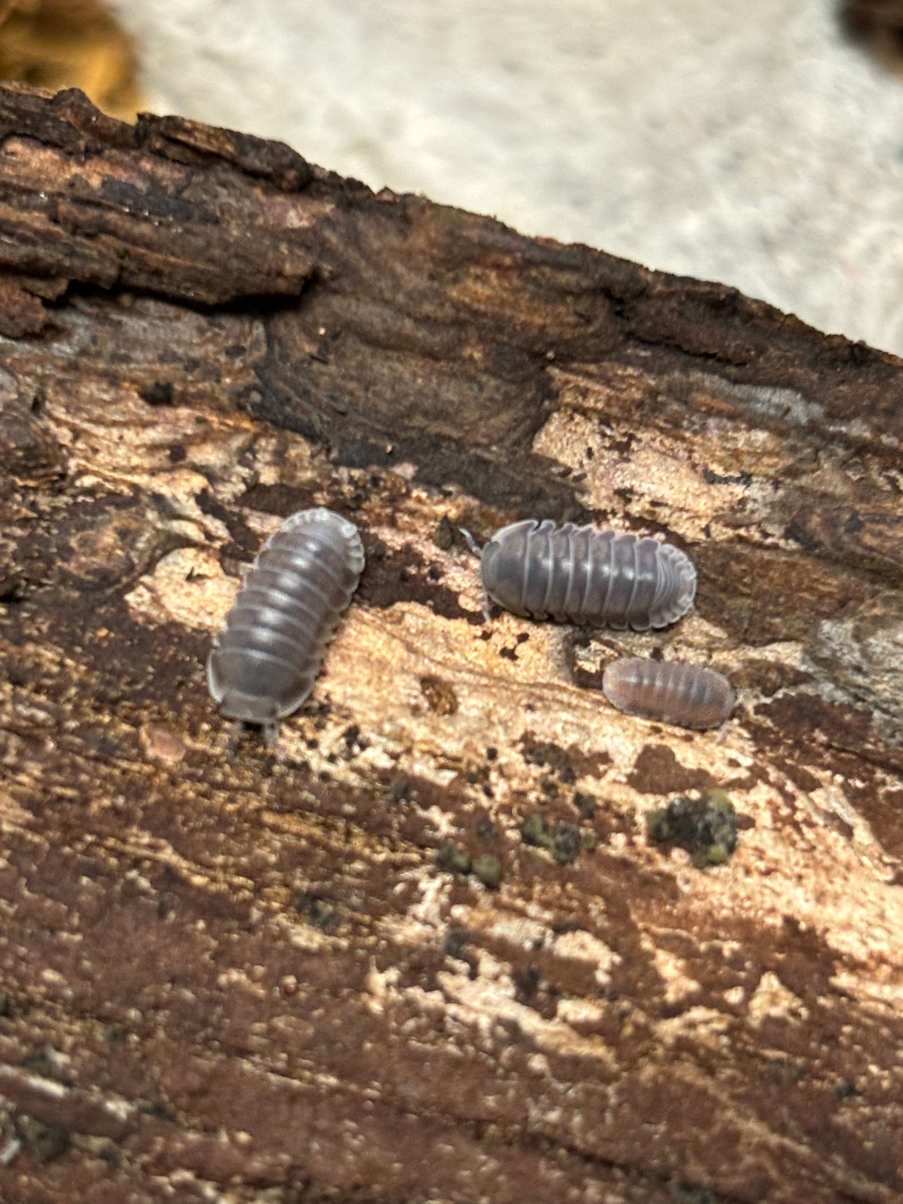 Cubaris sp Penguin Isopods – The Reptile Jungle