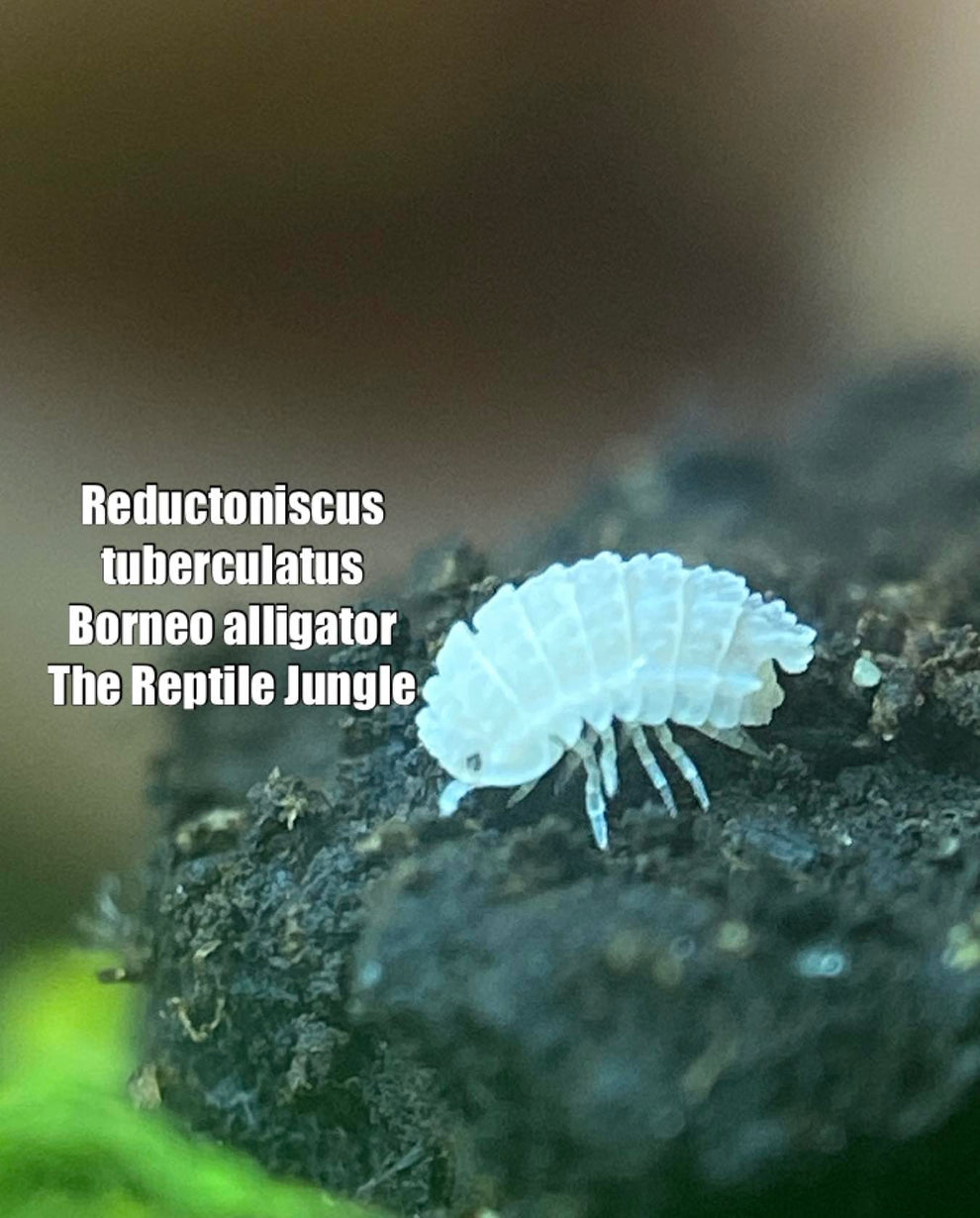 Reductoniscus tuberculatus Borneo Alligator Isopod – The Reptile Jungle
